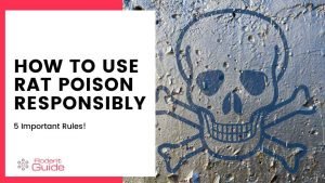 How To Use Rat Poison Responsibly - 5 Rules - DIY Rodent Control