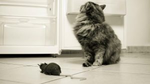 Do Cats Eat Rats? Rat v Cat, the Truth! - DIY Rodent Control