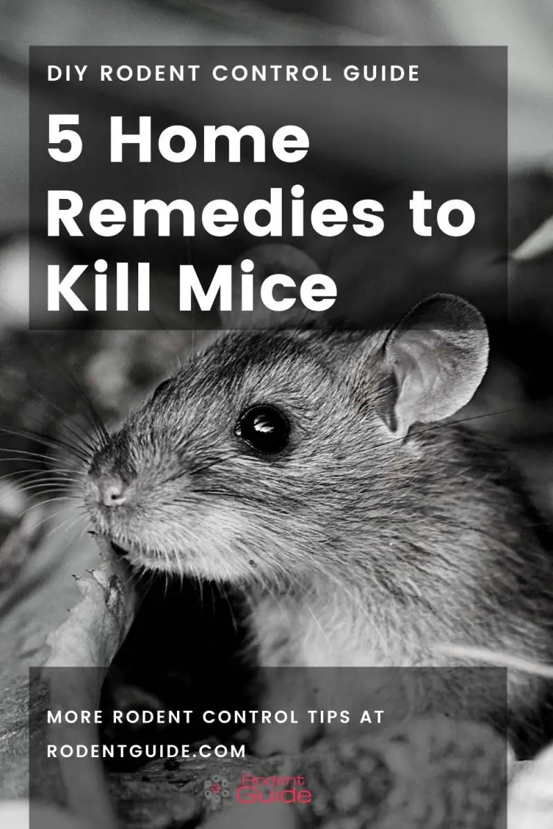 Mouse Trap: 5 Home Remedies to Kill Mice - DIY Rodent Control