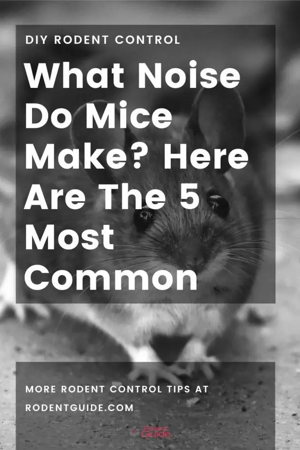5 Most Common Noises That Mice Can Make - DIY Rodent Control