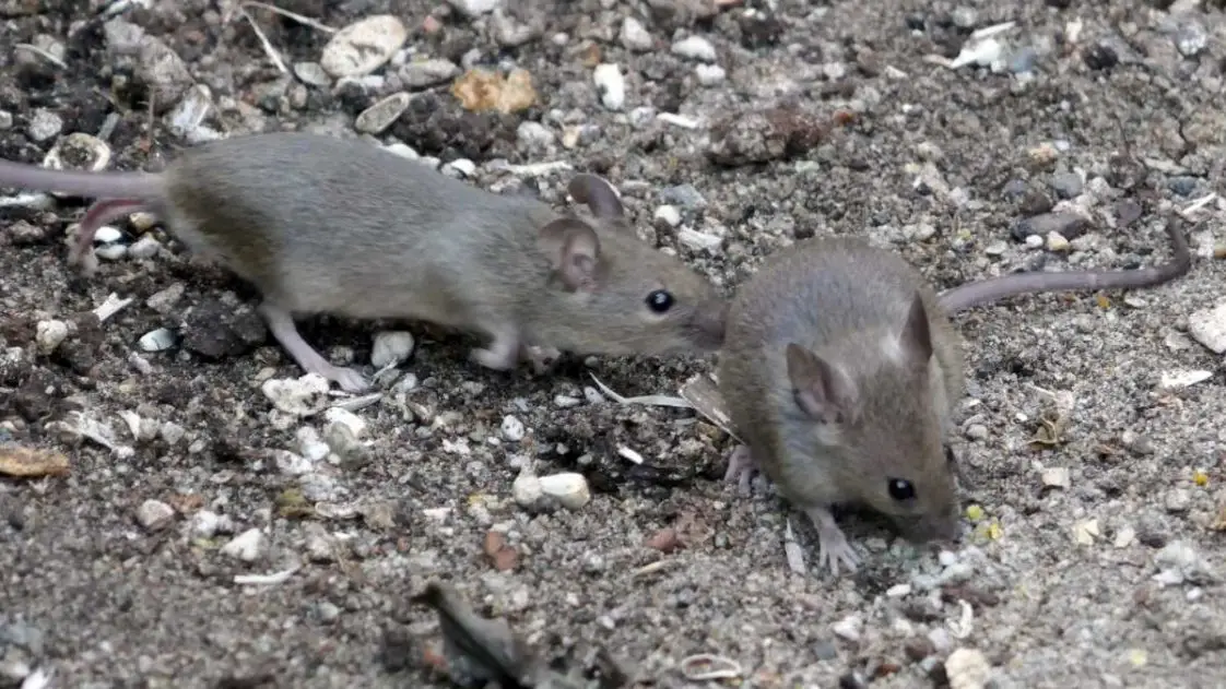How To Get Rid Of Mice Urine Odor Today - DIY Rodent Control