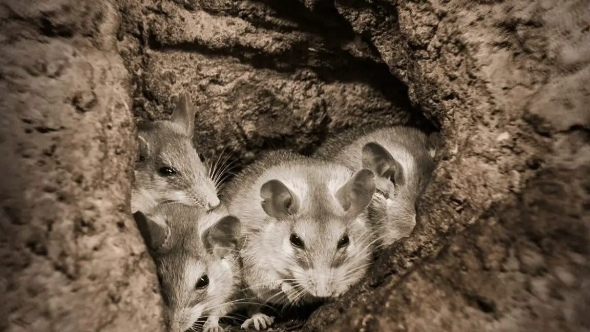 7 Ways To Confirm That All The Mice Are Gone - DIY Rodent Control