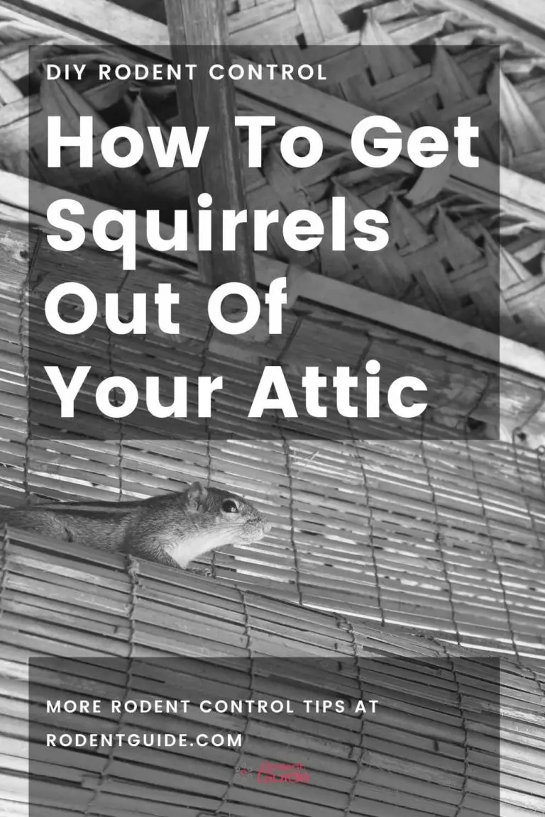 How To Get Squirrels Out Of Your Attic - DIY Rodent Control