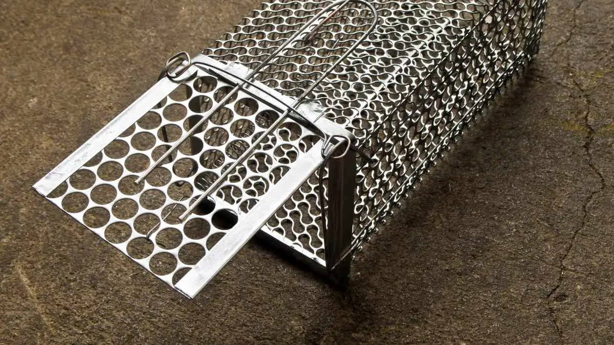 Can You Reuse Mouse Traps? Here Is Our Guide - DIY Rodent Control