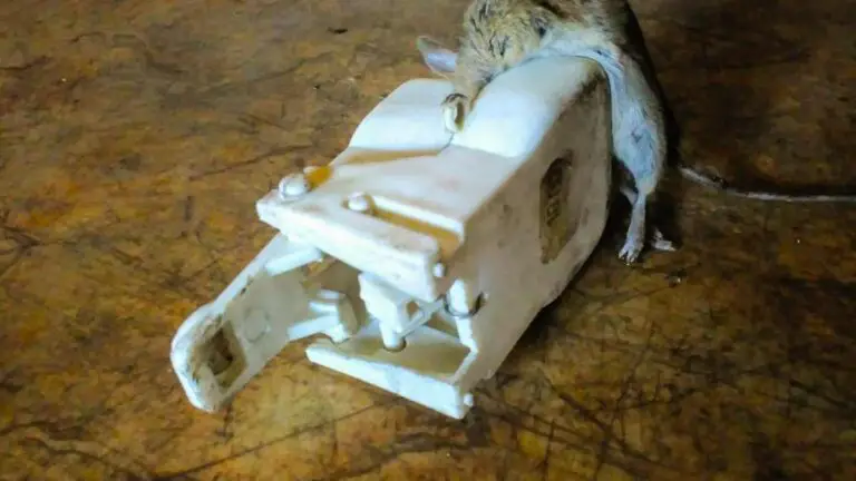 How To Keep Mice Out Of Your Car Engine Compartment - DIY Rodent Control