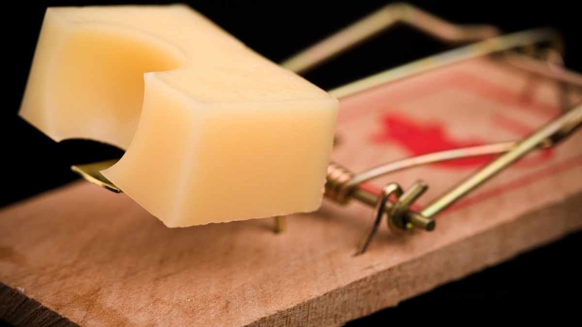 How To Keep Mice Out Of A Camper - DIY Rodent Control