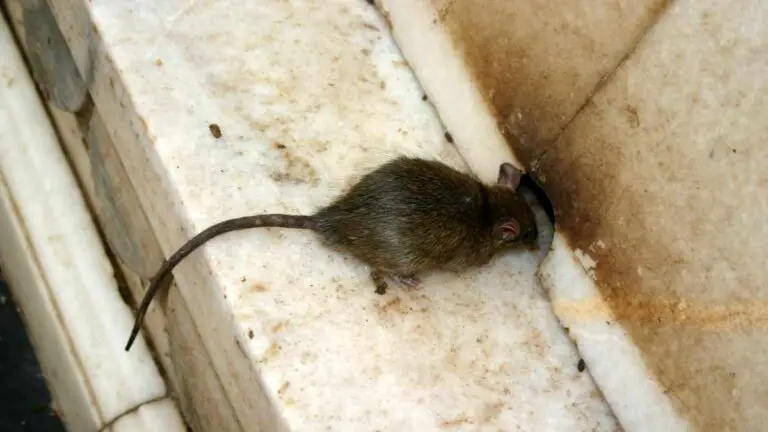 Where Do Rats Go During The Day? One Of These 5 Places - DIY Rodent Control