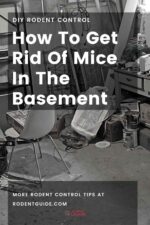 How To Get Rid Of Mice In The Basement - 5 Ways - DIY Rodent Control