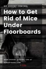 How to Get Rid of Mice Under Floorboards: The Step-by-Step Guide - DIY ...