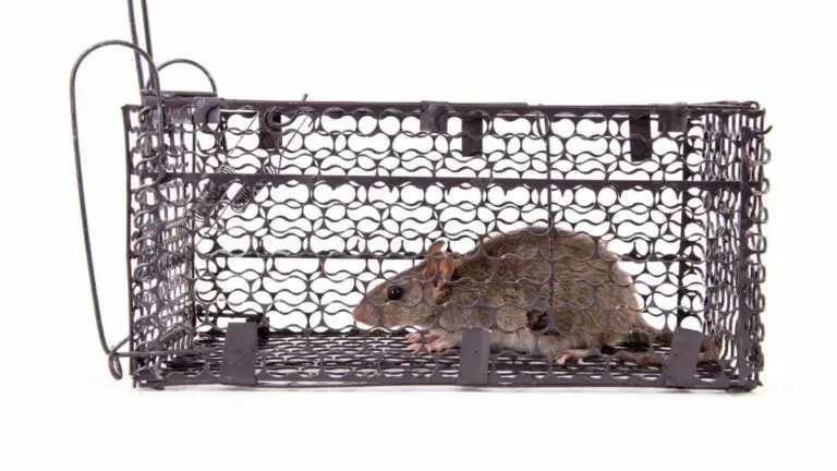 How to Get Rid of Rats Without Killing Them: Humane Rat Removal Tips ...