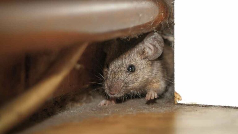 How to Get Rid of Mice Under Floorboards: The Step-by-Step Guide - DIY ...