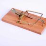 How To Set Up A Mouse Trap [Pictures] Complete Guide - DIY Rodent Control
