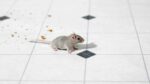 How to Get Rid of Mice in Kitchen Cabinets: Effective Tips and ...