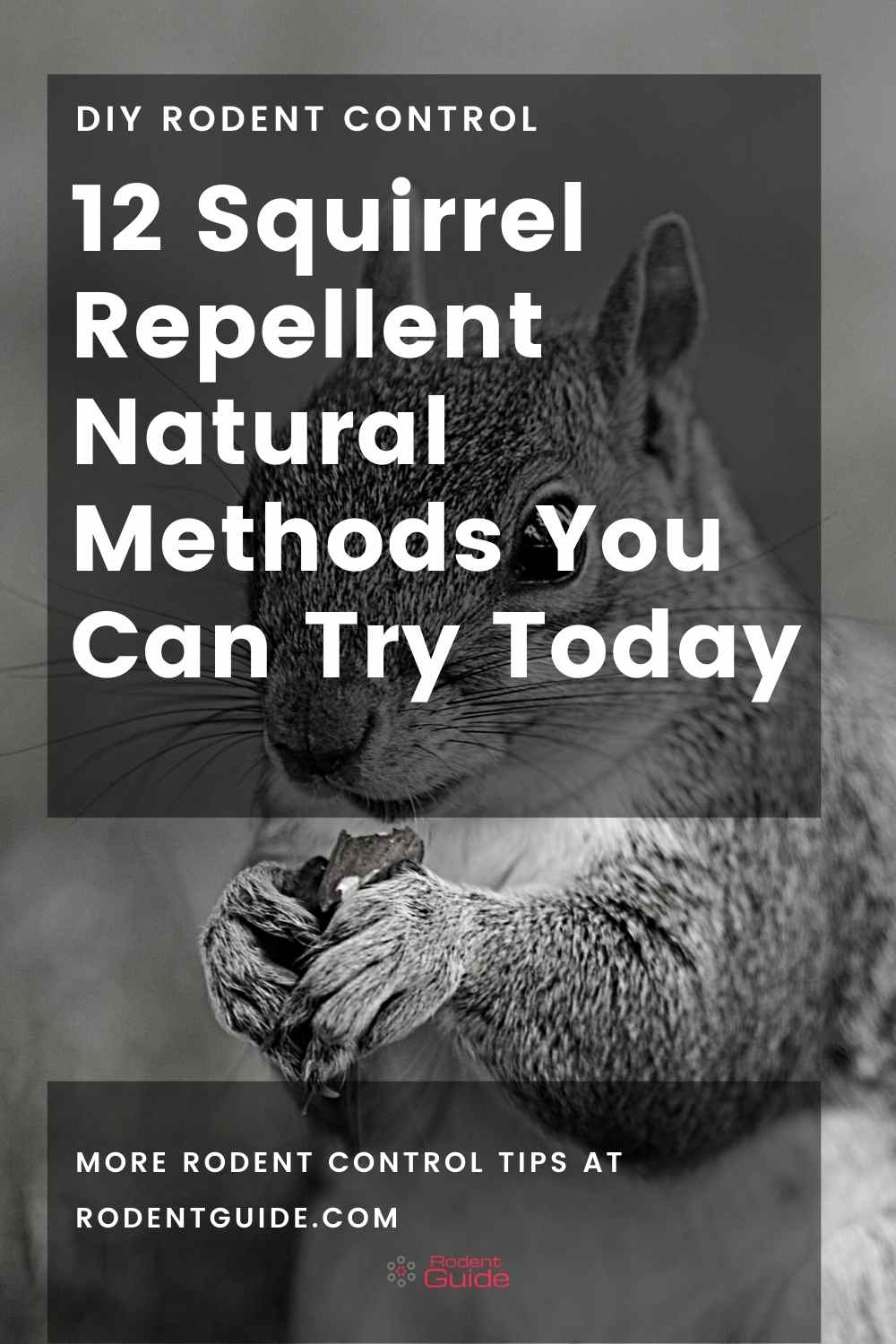 12 Squirrel Repellent Natural Methods You Can Try Today - DIY Rodent ...