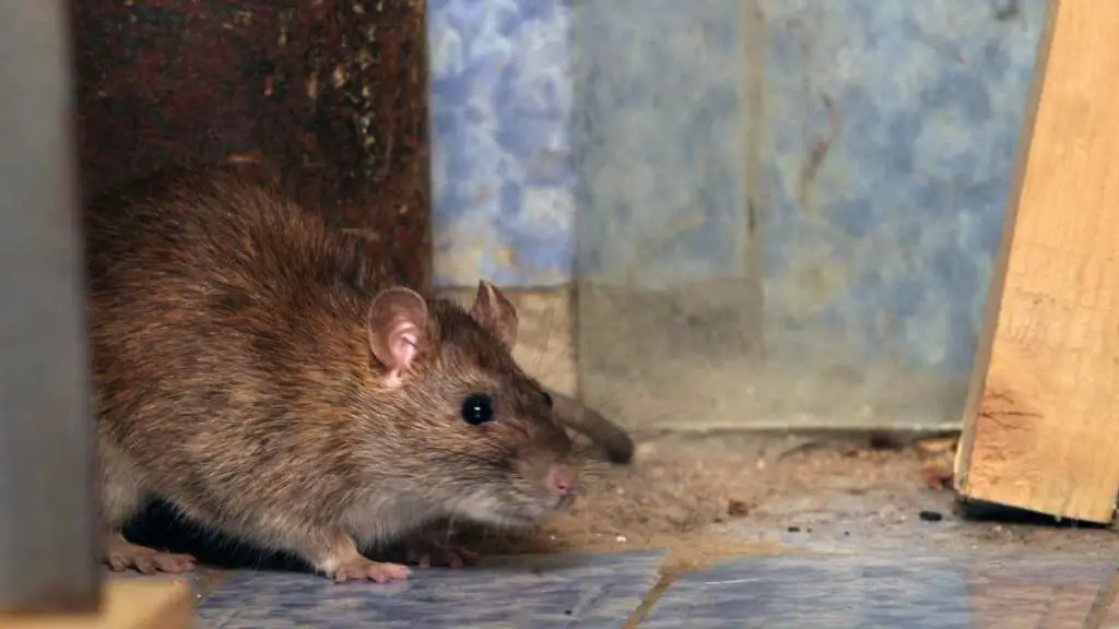 Tips For Effectively Eliminating Rats in Crawlspace(s) - DIY Rodent Control