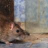 What Can Rats Climb? Detailed List Here - DIY Rodent Control
