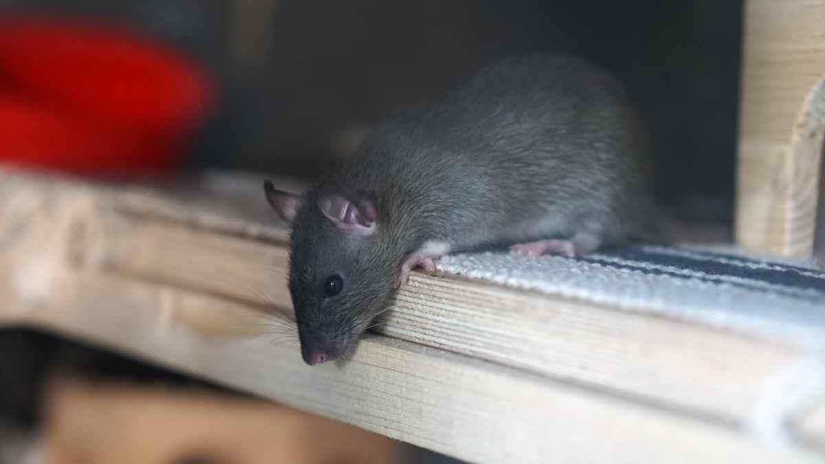 How Do You Know If Rats Are Gone From Your Home? Follow This Guide ...
