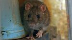 Tips For Effectively Eliminating Rats in Crawlspace(s) - DIY Rodent Control