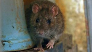 Tips For Effectively Eliminating Rats in Crawlspace(s) - DIY Rodent Control