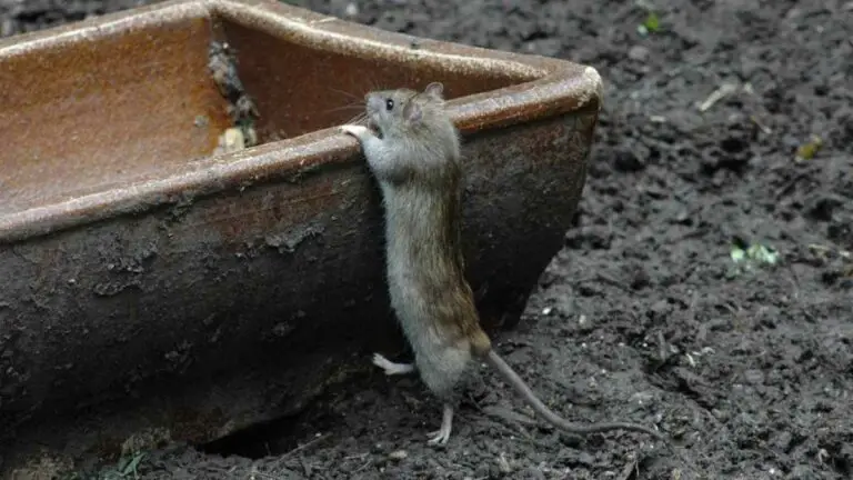What do Rats Sound Like In Walls? Here's Our Guide - DIY Rodent Control