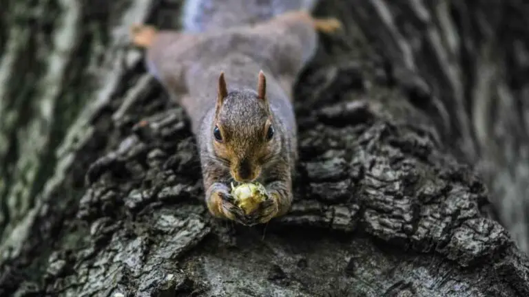 14 Squirrel Sounds at Night You Should Listen Out For - DIY Rodent Control