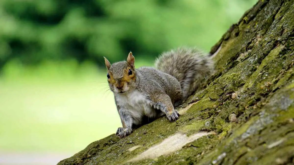 14 Squirrel Sounds at Night You Should Listen Out For - DIY Rodent Control