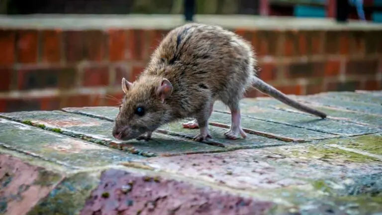 How To Get Rid Of Rats From Under The Deck - DIY Rodent Control