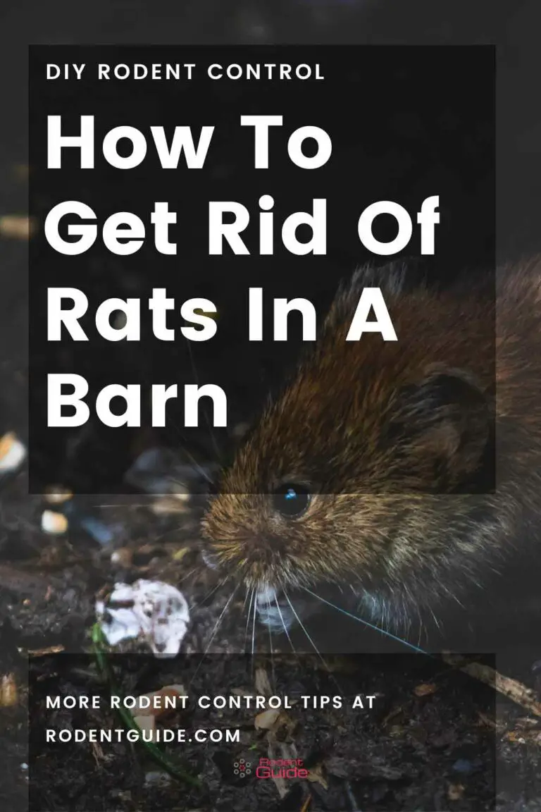 How To Get Rid Of Rats In A Barn - DIY Rodent Control