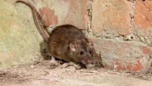 Decoding Rat Infestation: Signs and Remedial Measures - DIY Rodent Control